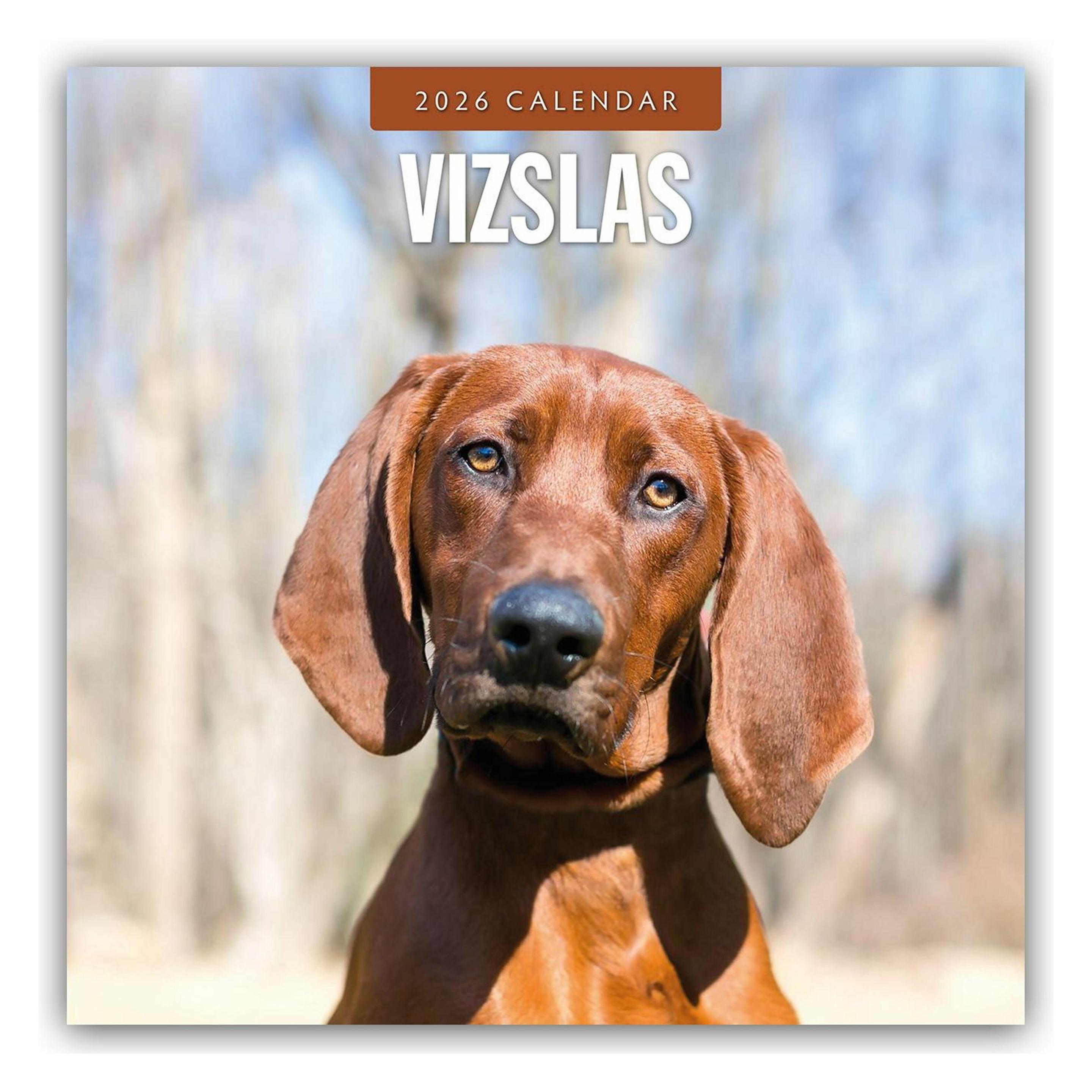 Vizslas 2026 Square Wall Calendar - kaufen bei Digitec