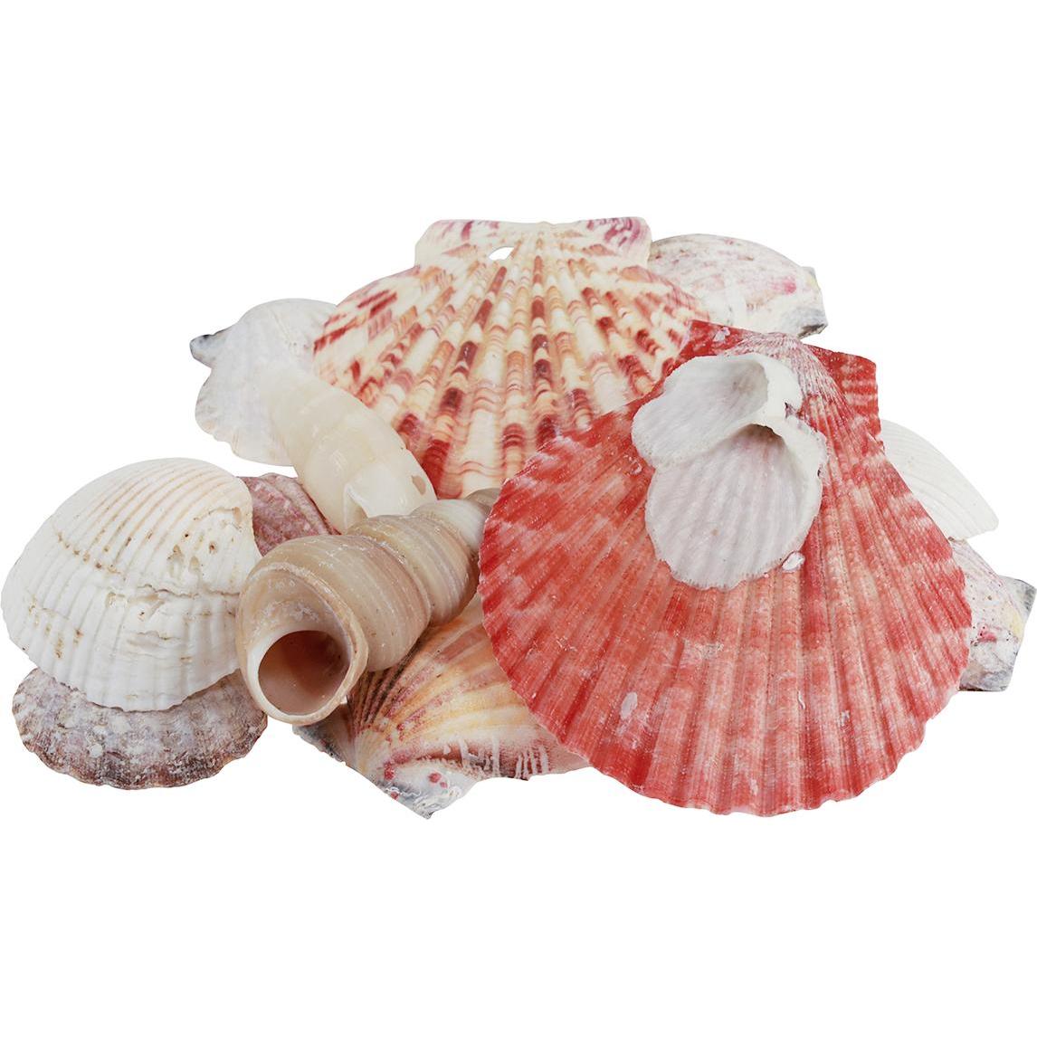 Viana Muschel Deko Echte Muscheln Verschiedene Arten - Galaxus