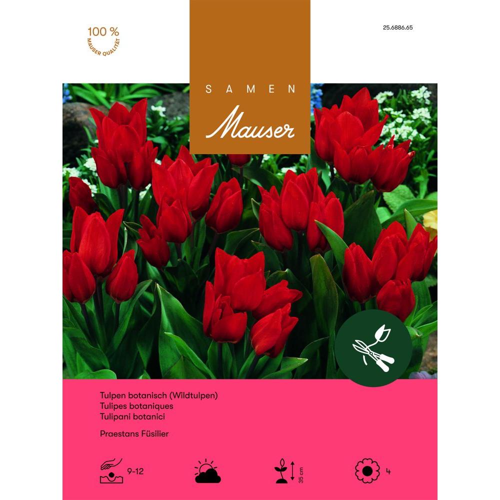 Samen Mauser Tulpe Praestans Füsilier Aktion - kaufen bei Galaxus
