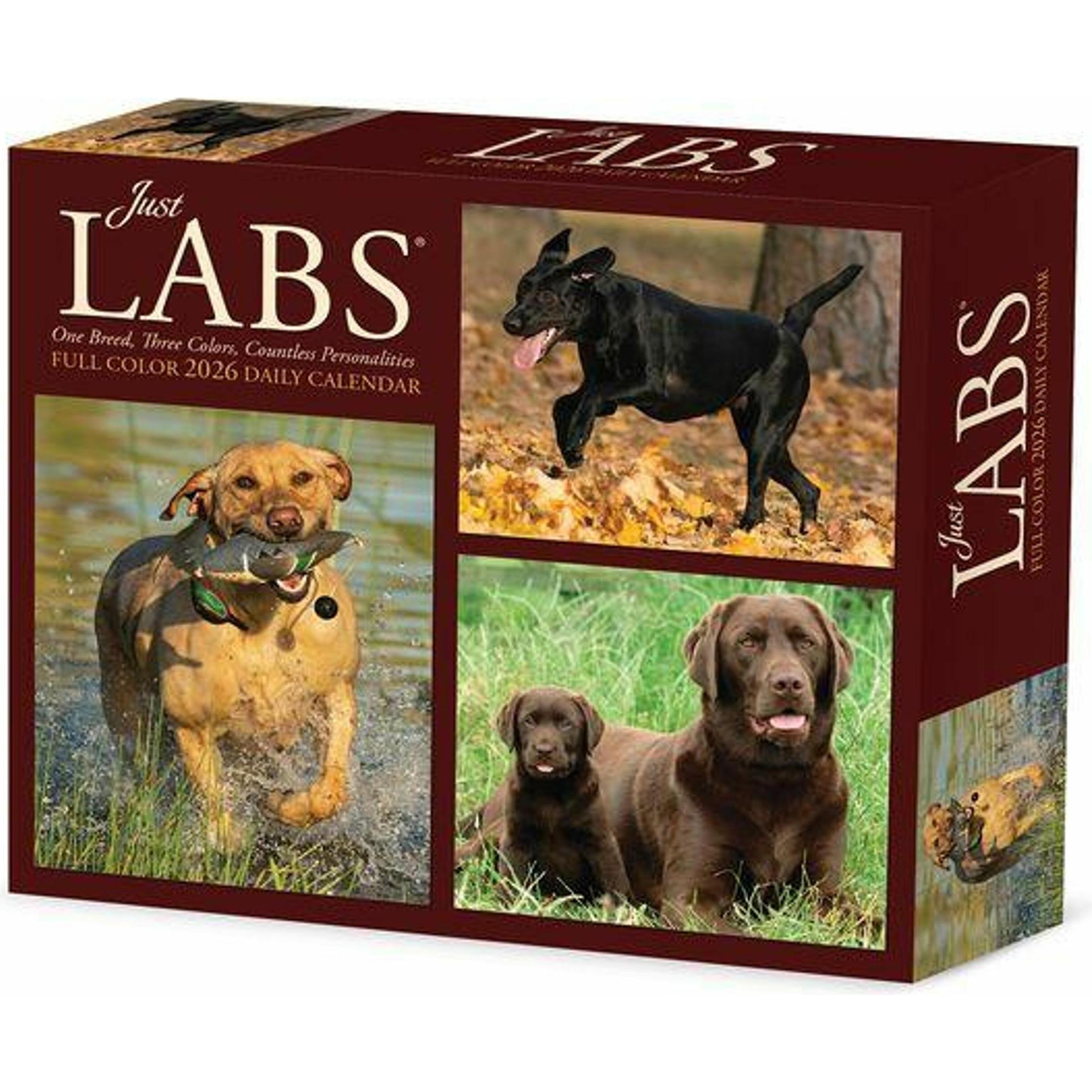 Willow Creek Press Just Labs 2026 Box Calendar - kaufen bei Digitec