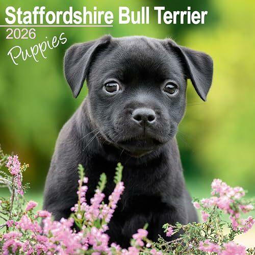 Various Publishers Staffordshire Bull Terrier Puppies Calendar 2026 ...