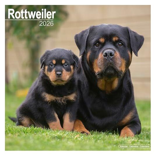 Various Publishers Rottweiler Calendar 2026 Square Dog Breed Wall ...