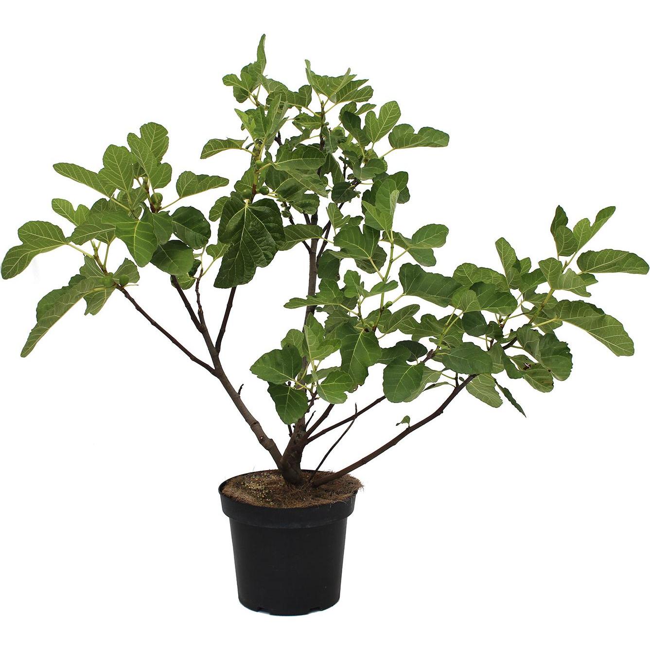 Zulauf Feigenbaum / Ficus carica Dalmatie - acheter sur Galaxus