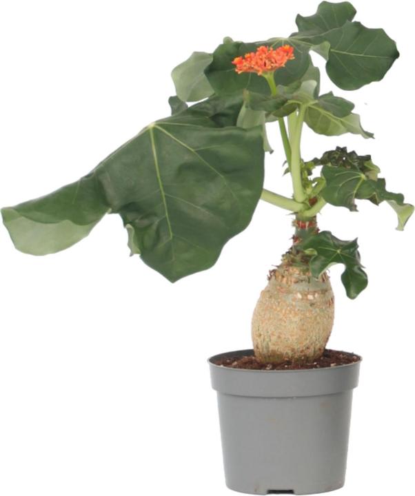 Plant in a Box Jatropha podagrica - Gichtkraut (25 cm) - Galaxus