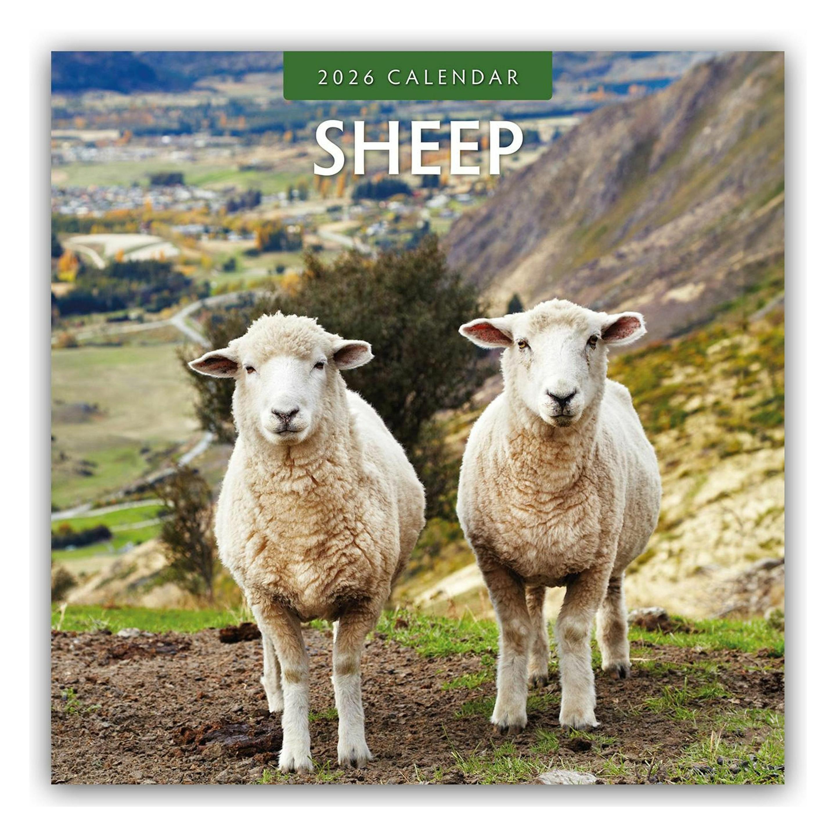 Sheep 2026 Square Wall Calendar - buy at Digitec - Digitec