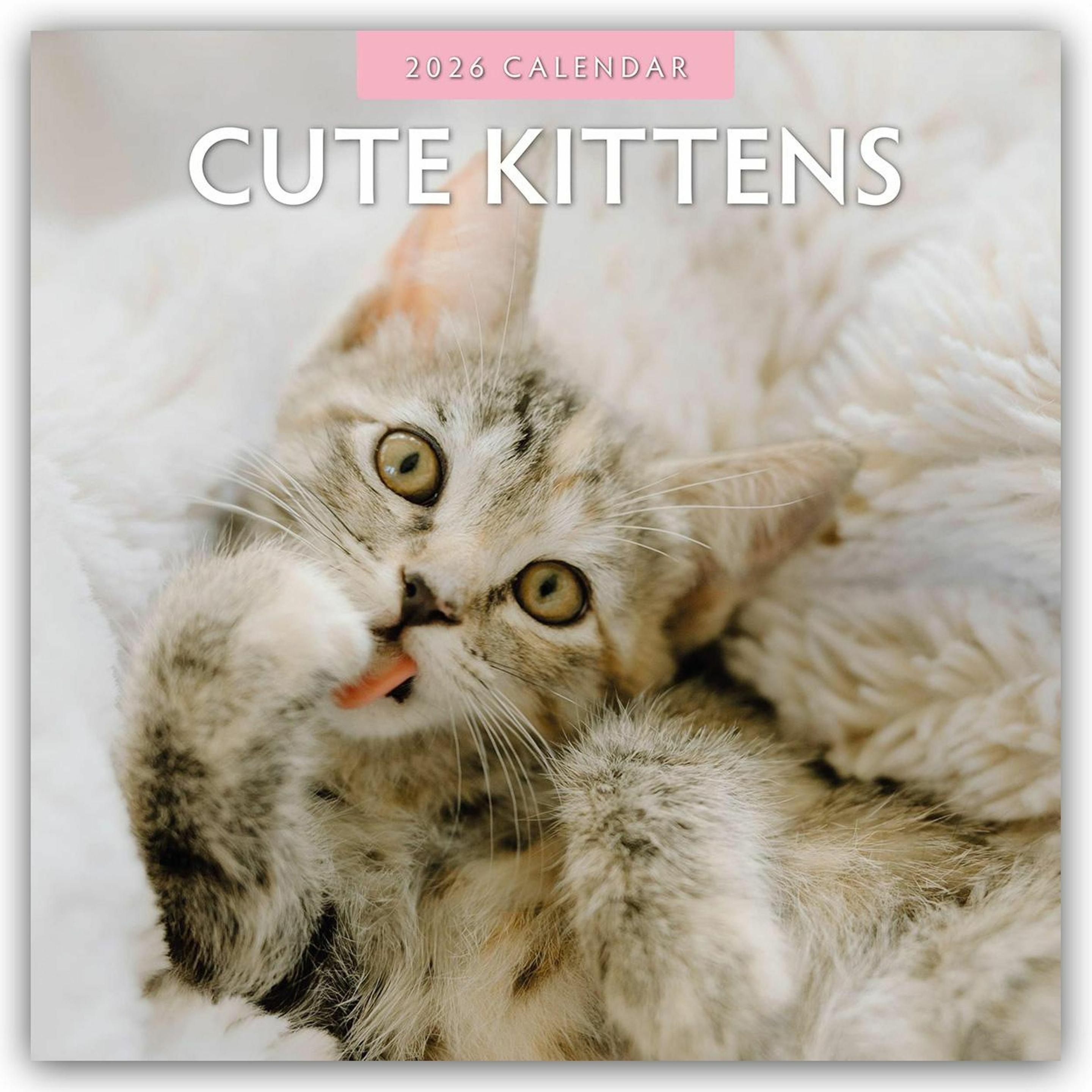 Red Robin Cute Kittens 2026 Square Wall Calendar - kaufen bei Digitec