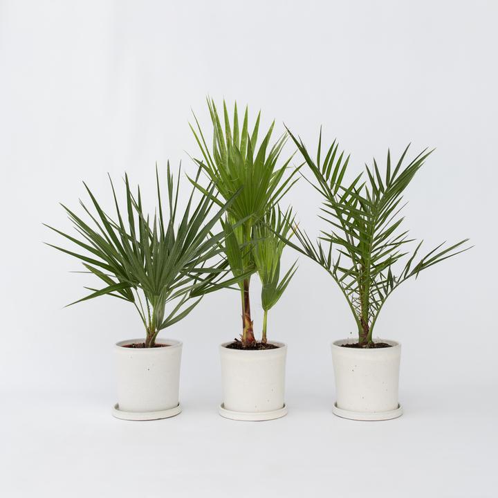 Plant in a Box Phoenix canariensis, Chamaerops Humilis, Washingtonia ...