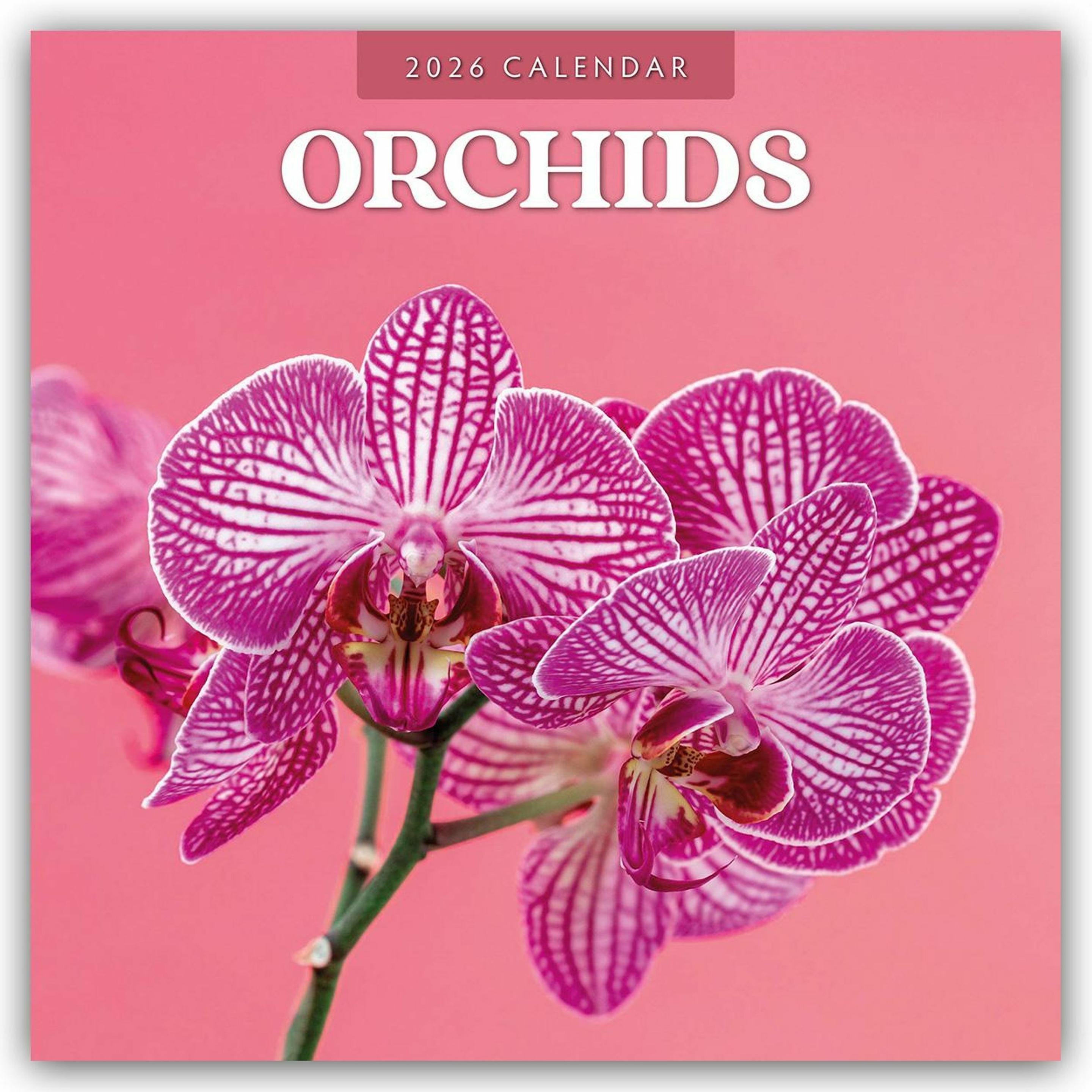 Red Robin Orchids 2026 Square Wall Calendar - kaufen bei Digitec