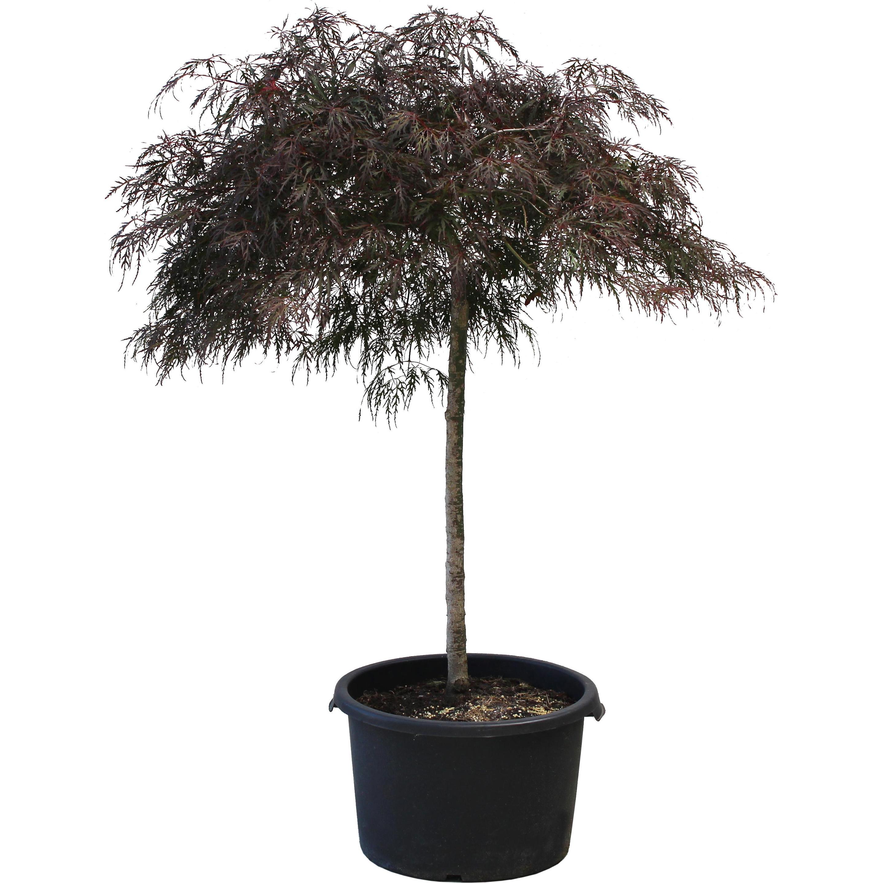 Zulauf Japanischer Fächerahorn / Acer palmatum 'Garnet' - Galaxus