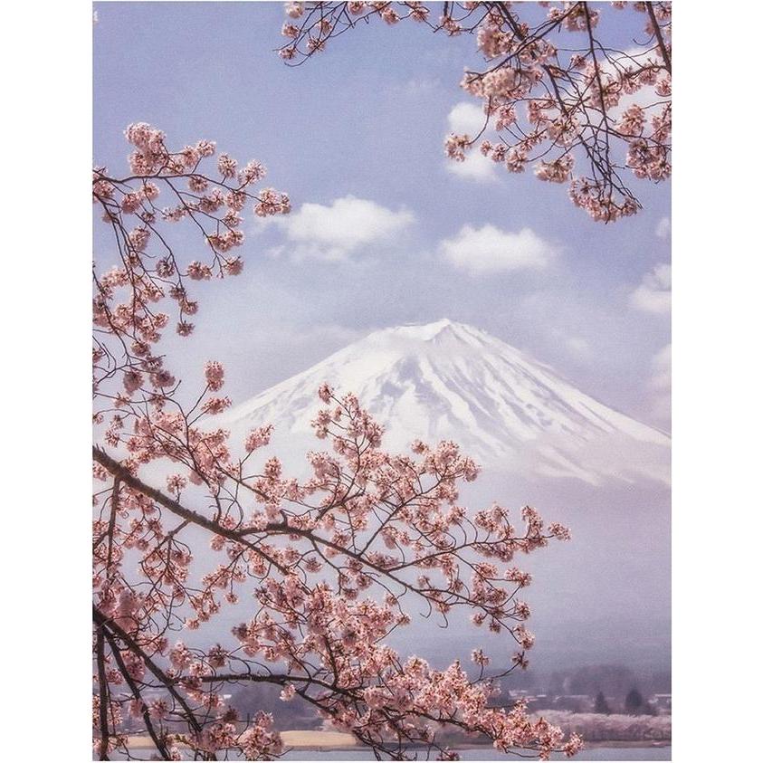Pyramid Makiko Samejima Mount Fuji Cherry Blossom Print - Galaxus