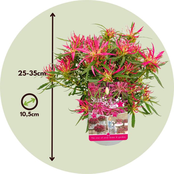 Plant in a Box Rhododendron Azalea StarStyle - 6er-Set Azalee - Galaxus