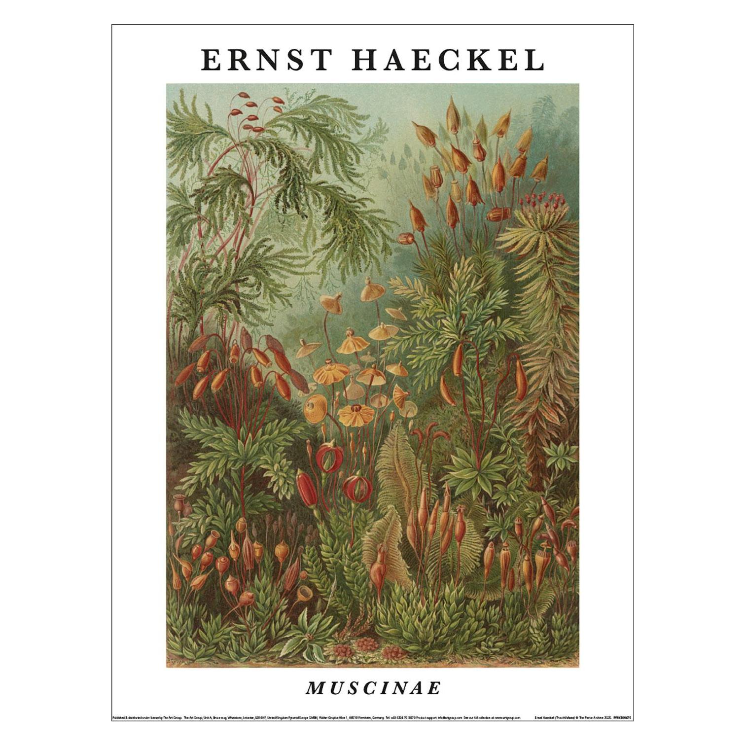 Ernst Haeckel bedruckt Muscinae - kaufen bei Galaxus