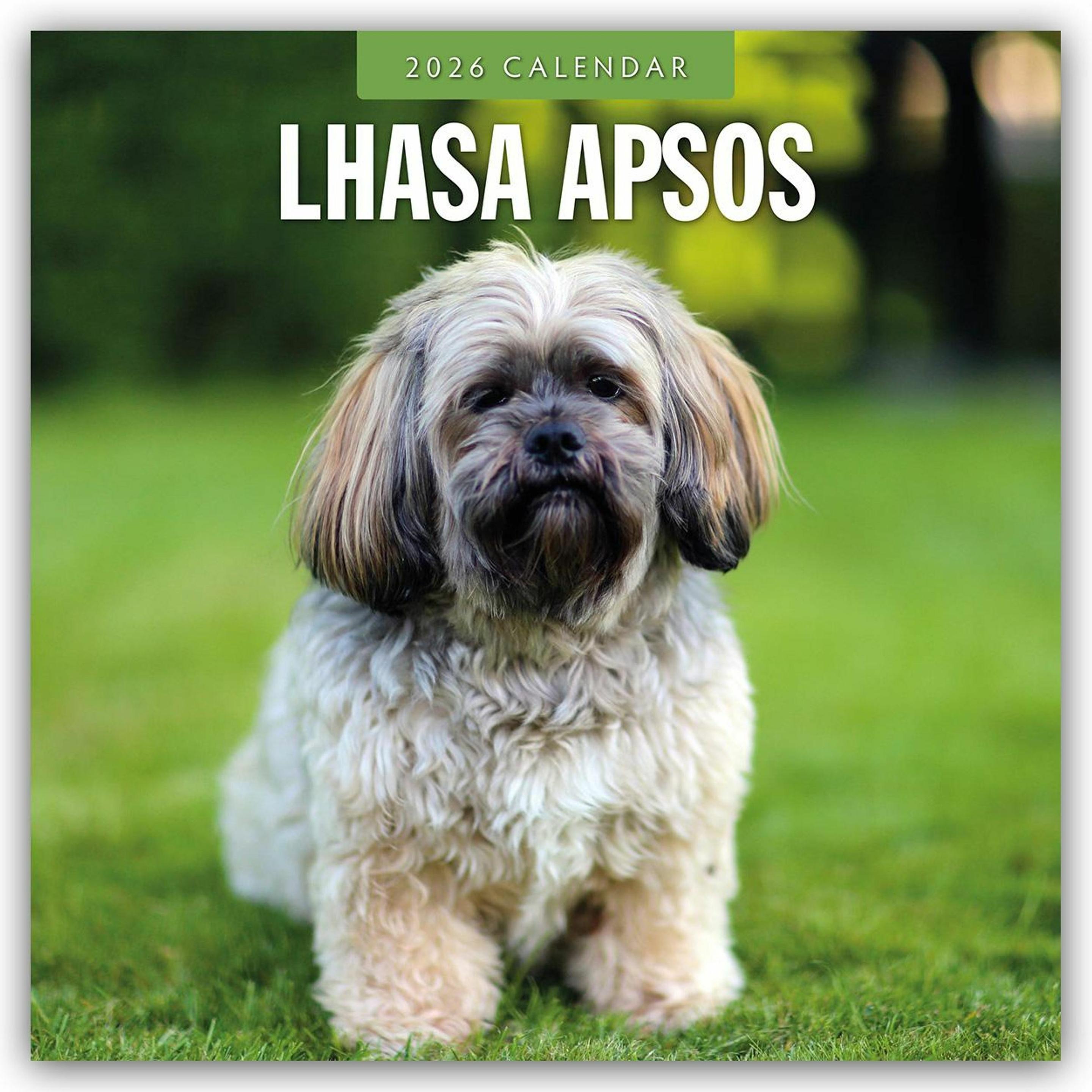 Red Robin Lhasa Apsos 2026 Square Wall Calendar - buy at Digitec