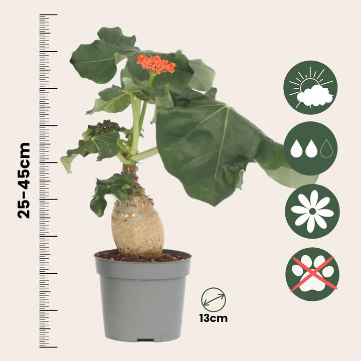 Plant in a Box Jatropha podagrica - Gichtkraut (25 cm) - Galaxus