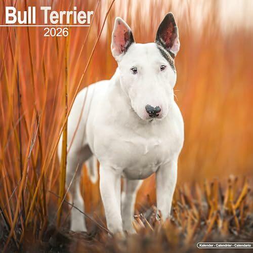 Various Publishers Bull Terrier Calendar 2026 Square Dog Breed Wall ...