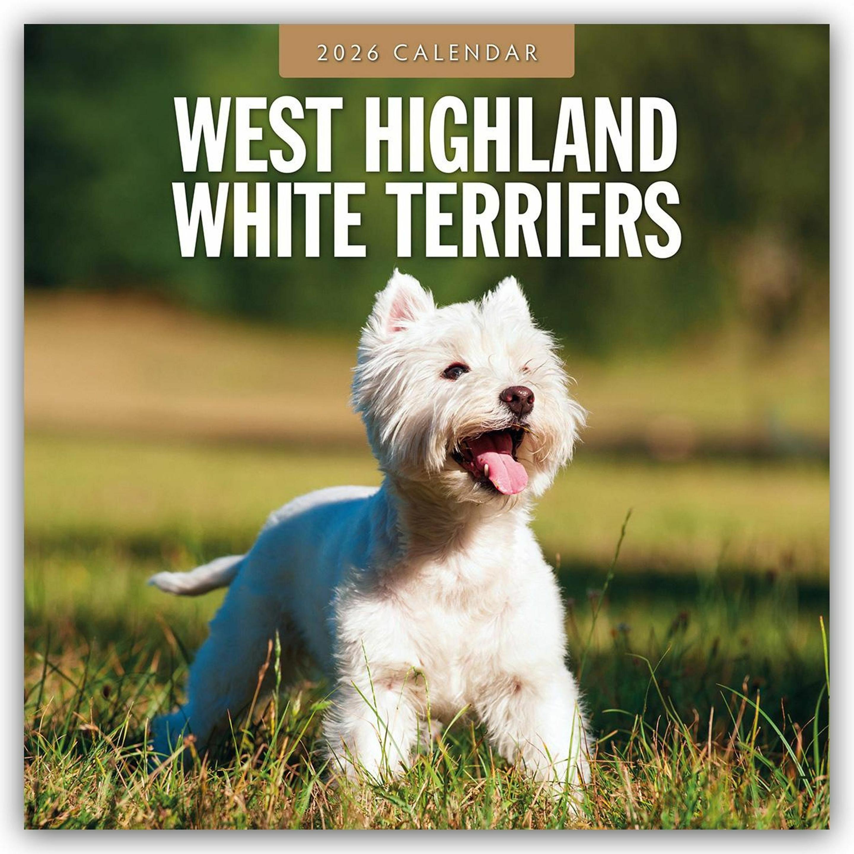 Red Robin West Highland White Terriers 2026 Square Wall Calendar - Digitec
