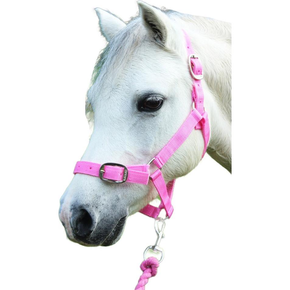 Gallop Pferdehalfter und Führstrick Set - kaufen bei Galaxus