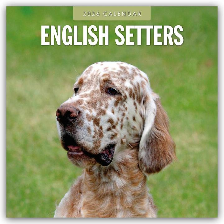 Red Robin English Setters 2026 Square Wall Calendar - Digitec