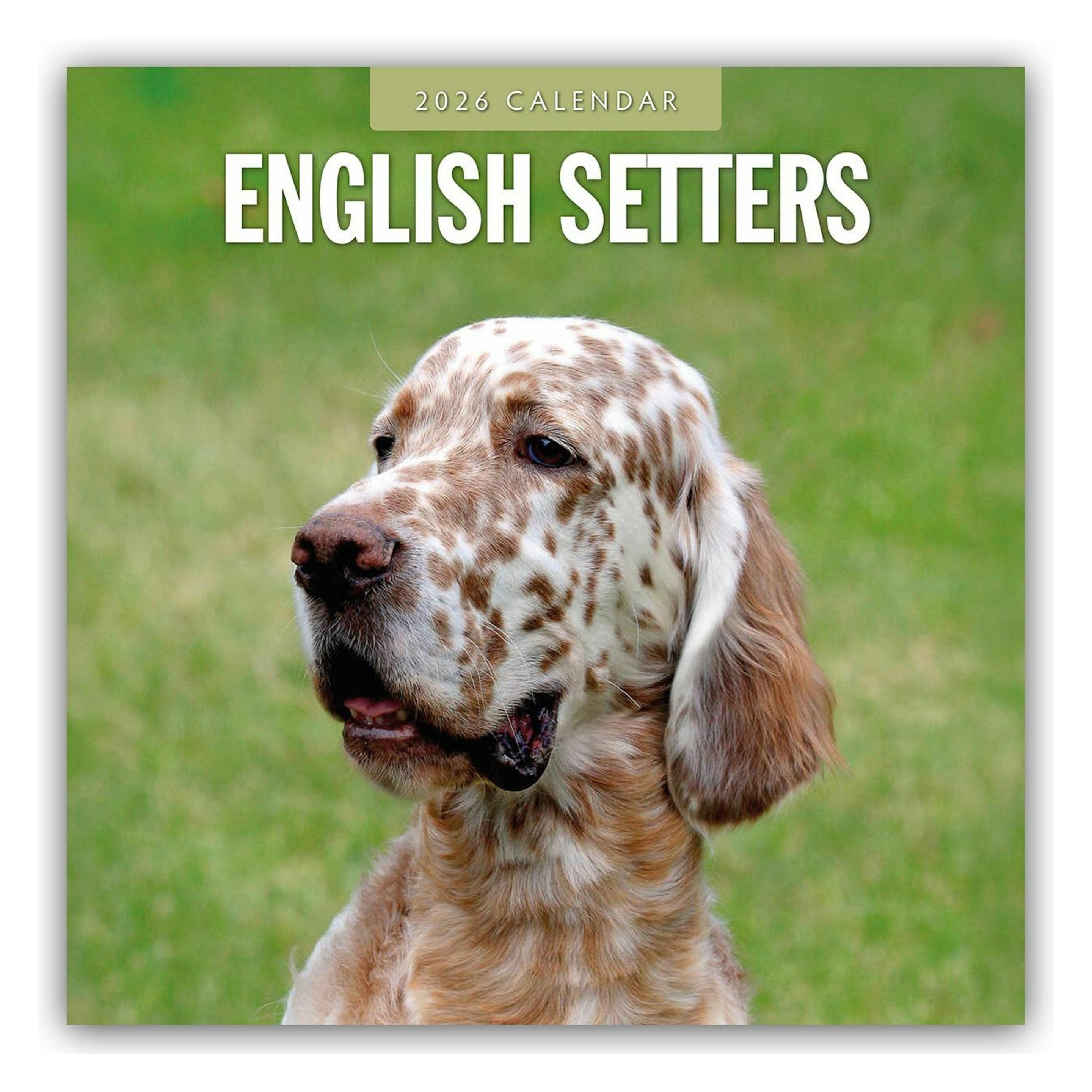 Red Robin English Setters 2026 Square Wall Calendar - Digitec