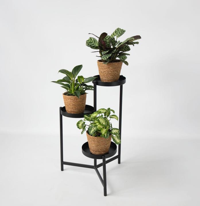 Plant in a Box Ctenanthe Burle Marxii, Philodendron White Wave ...