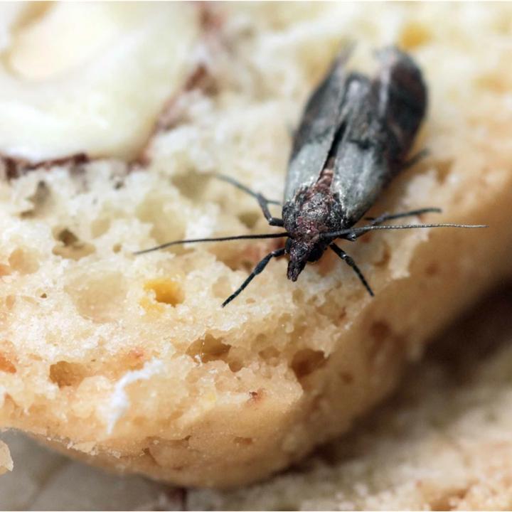 Andermatt Biogarten Tricho-Schlupfwespenkärtchen gegen ...