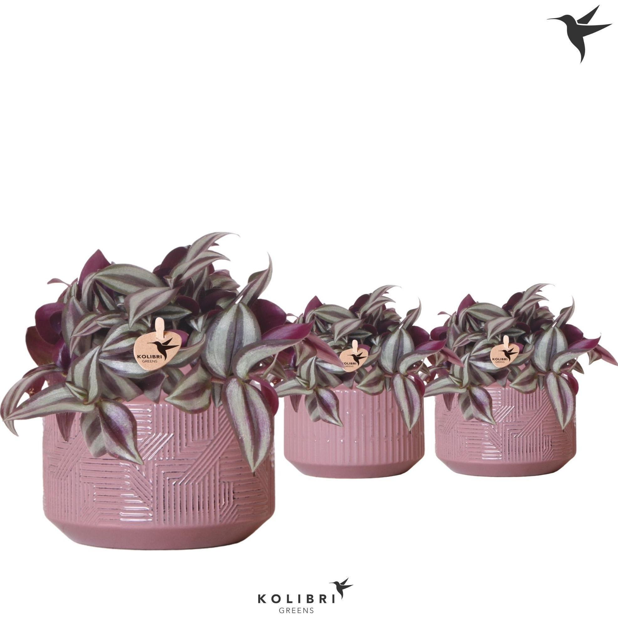 Fresca-Plant Kolibri Greens Tradescantia Zebrina in Maze pot purple ...