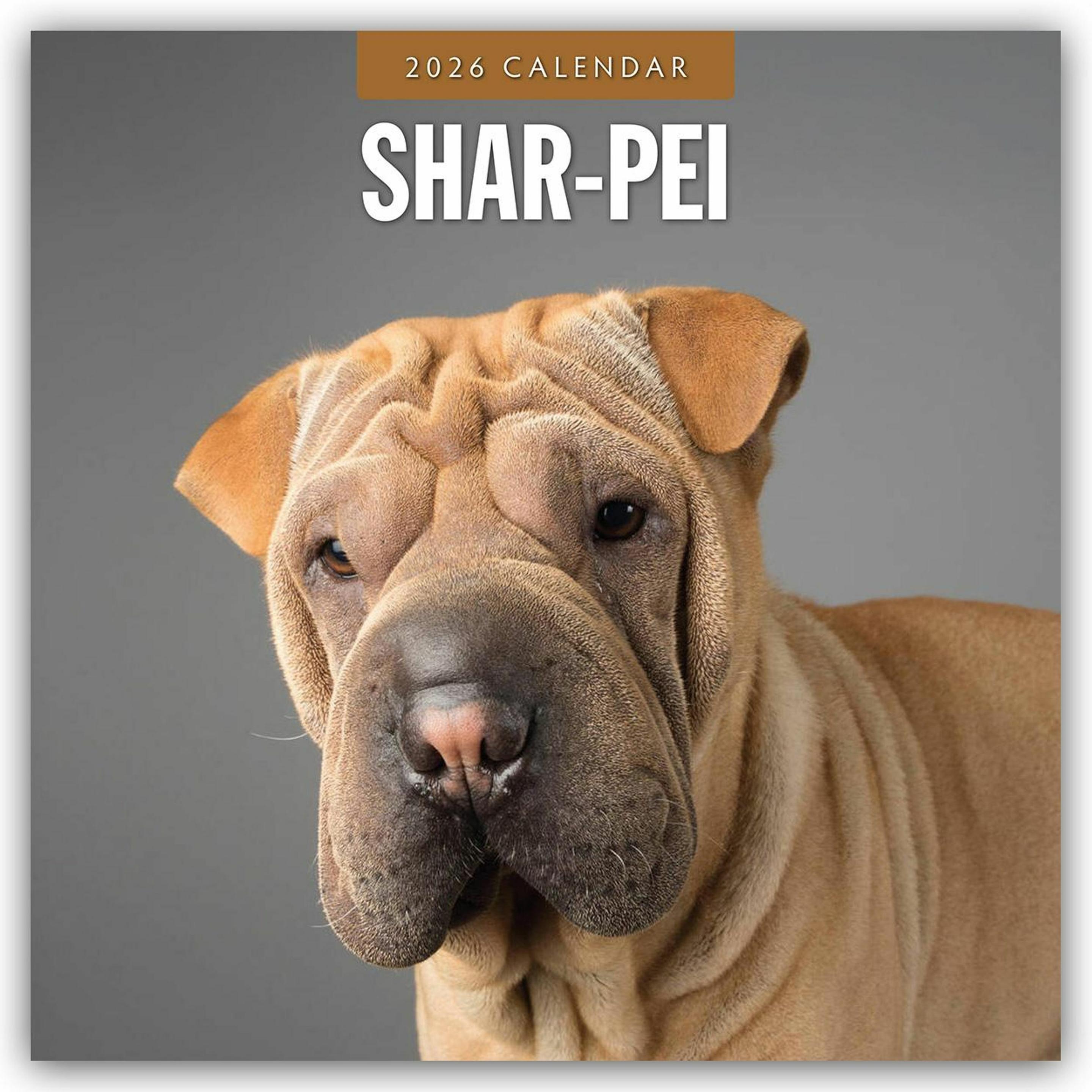 Red Robin Shar-Pei 2026 Square Wall Calendar - kaufen bei Digitec