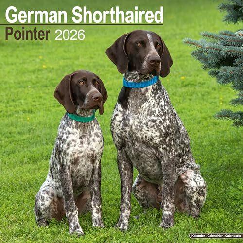 Various Publishers German Shorthair Pointer Calendar 2026 Square Dog ...