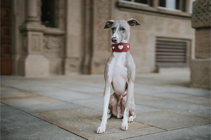 Hunter Greyhound collar Love 42/S, red/black (S, Dog, Walks) - Galaxus