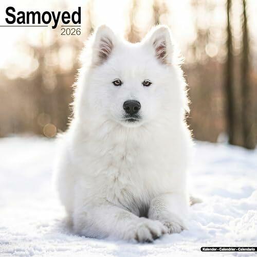 Various Publishers Samoyed Calendar 2026 Square Dog Breed Wall Calendar ...