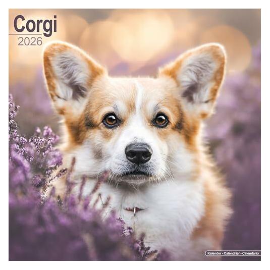 Various Publishers Corgi Calendar 2026 Square Dog Breed Wall Calendar ...