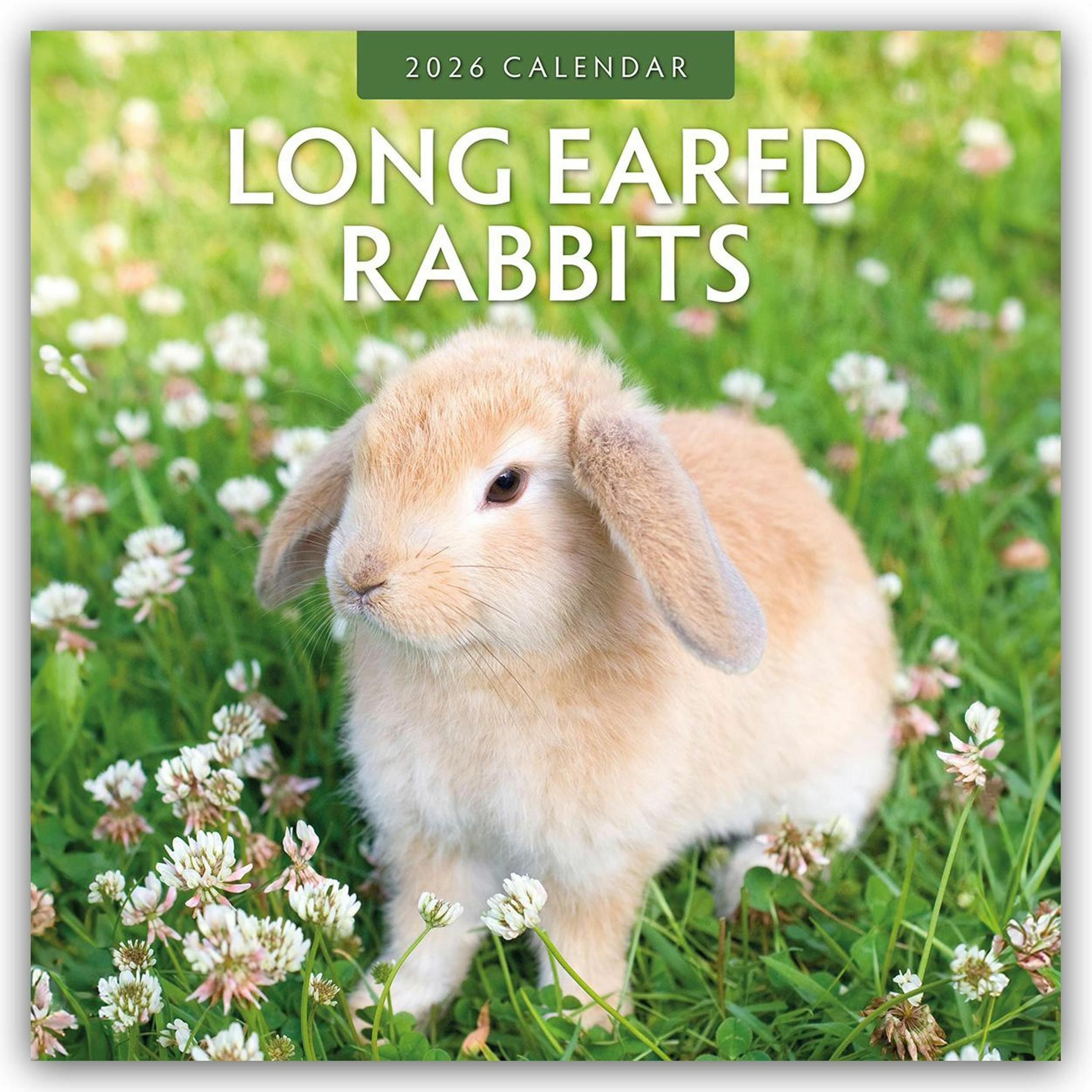 Red Robin Long Eared Rabbits 2026 Square Wall Calendar - Digitec
