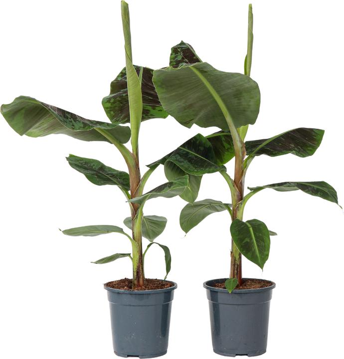Plant in a Box Musa Dwarf Cavendish - Set of 2 banana plants - Galaxus