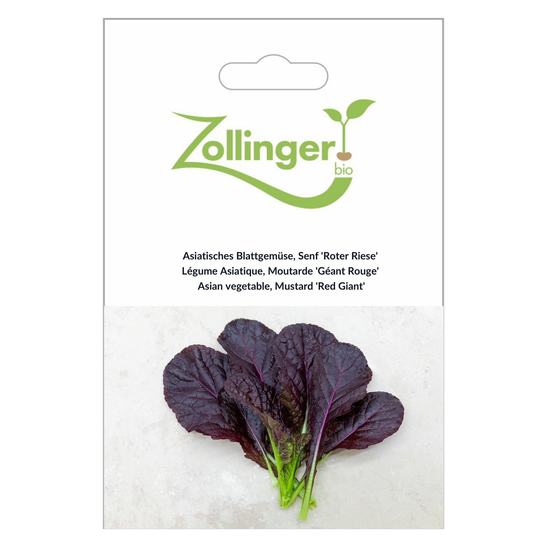 Zollinger Bio Asiatisches Blattgemüse, Senf 'Roter Riese' (Keimlinge ...