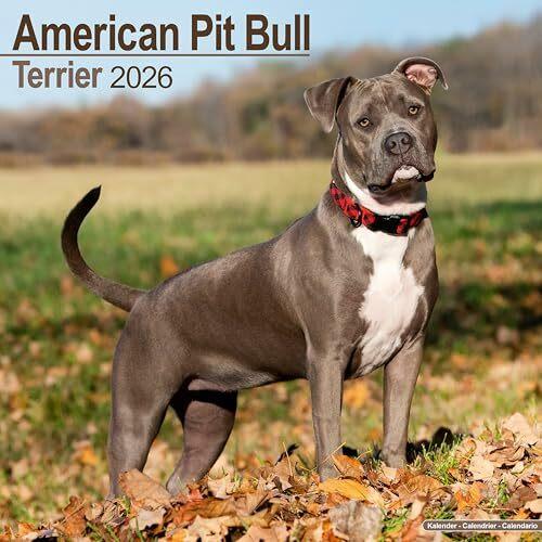 Various Publishers American Pit Bull Terrier Calendar 2026 Square Dog ...