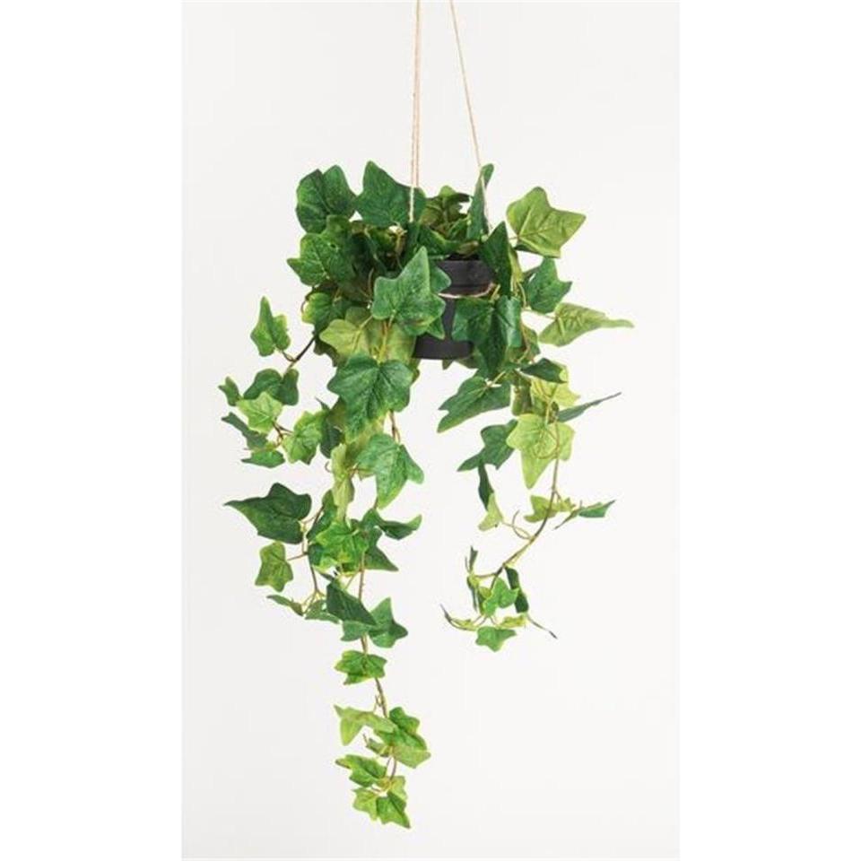 Botanic-Haus Efeu - kaufen bei Galaxus