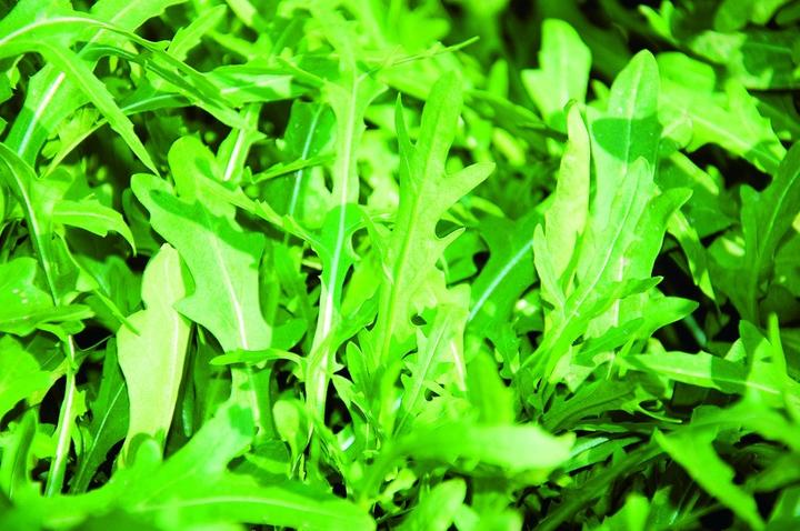Zollinger Bio Rucola, Wilde Rauke - kaufen bei Galaxus - Galaxus