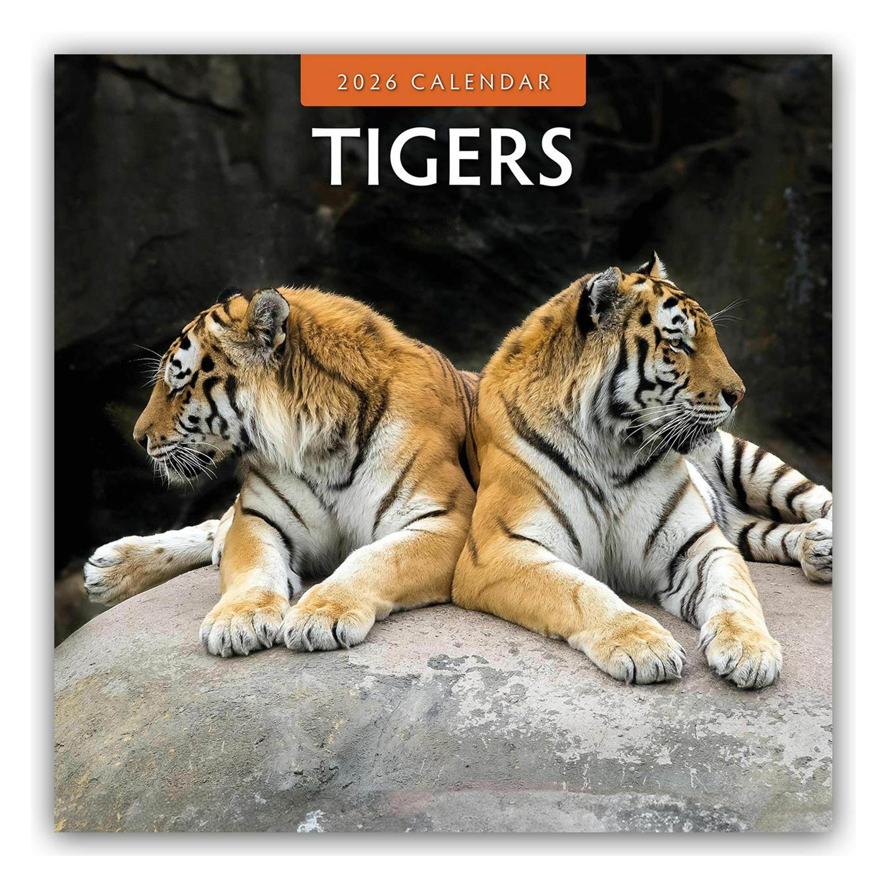 Tigers 2026 Square Wall Calendar - kaufen bei Galaxus - Galaxus