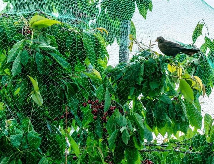 Garden Center Bird net 4x5 m - kaufen bei Galaxus - Galaxus