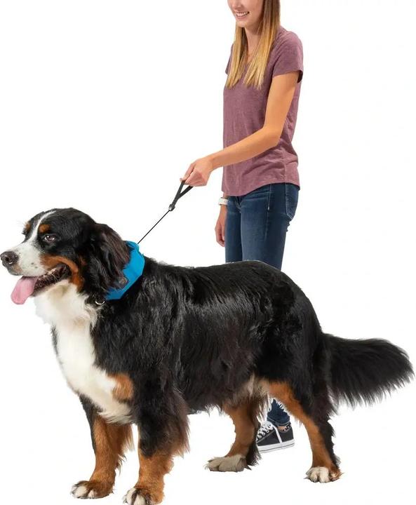 Nite Ize RadDog™ All-In-One Collar + Leash S - kaufen bei Galaxus - Galaxus