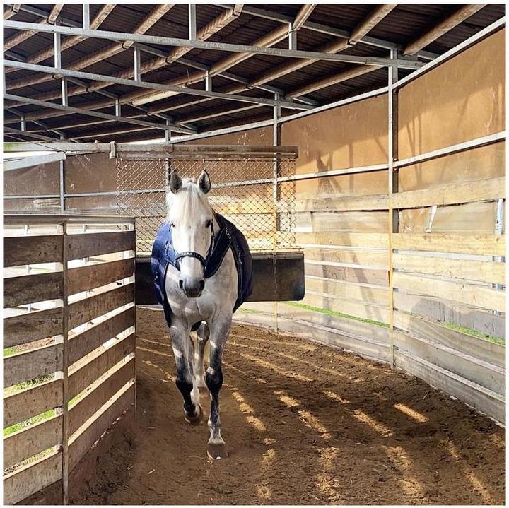 Kavalkade Stable rug and horse walker rug Halifax 2in1 200 g - Galaxus