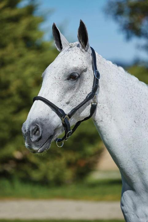 Kincade Leather halter for horses - buy at Galaxus