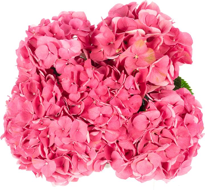 Flowerbox Bund Hortensie - Hydrangea macrophylla 'Glowing Alps'