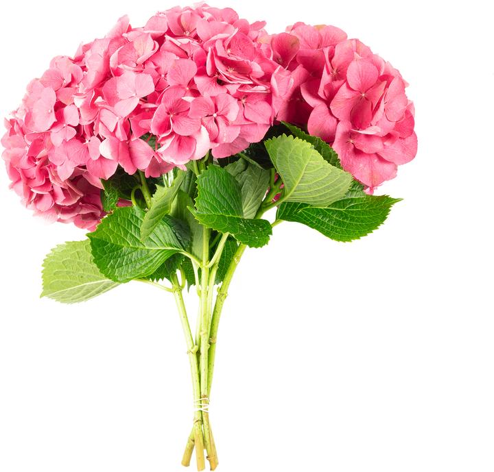 Flowerbox Bund Hortensie - Hydrangea macrophylla 'Glowing Alps'