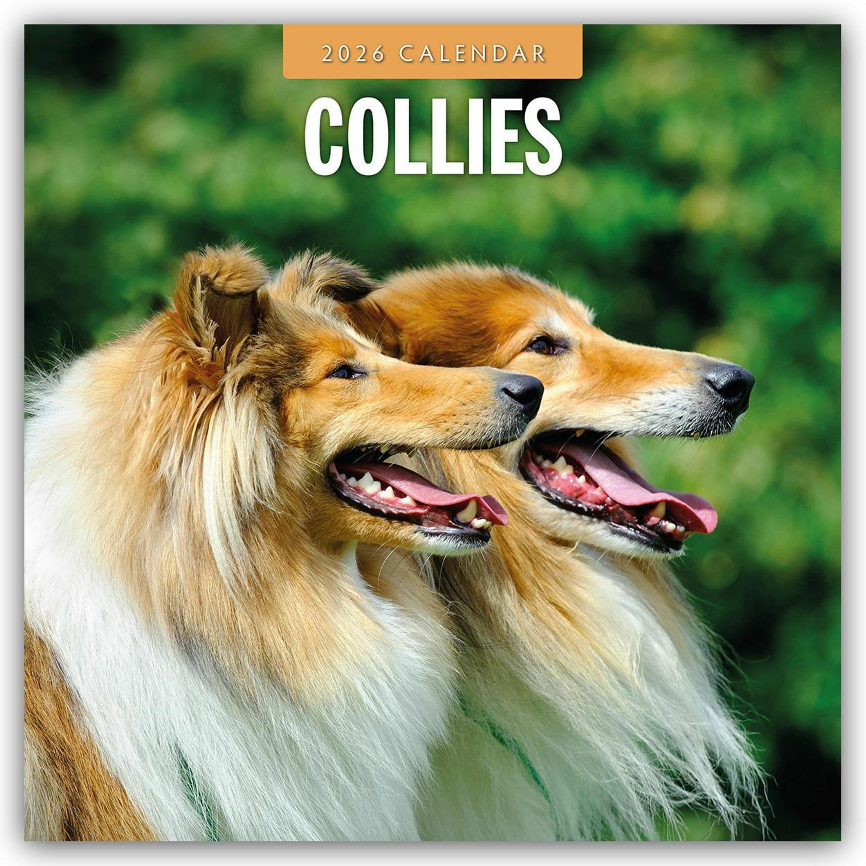 Red Robin Collies 2026 Square Wall Calendar - buy at Digitec
