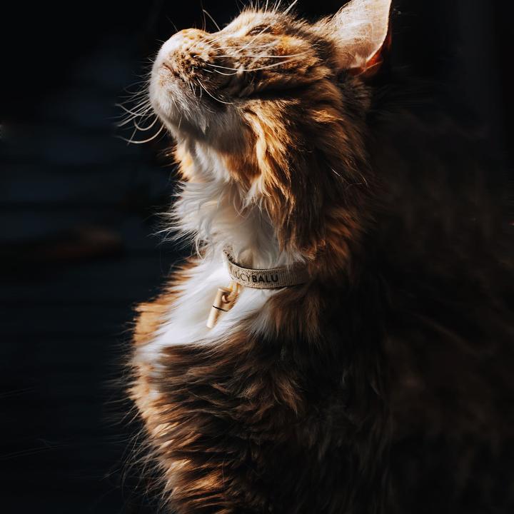 LucyBalu Willy (Katze, Allgemein) - kaufen bei Galaxus