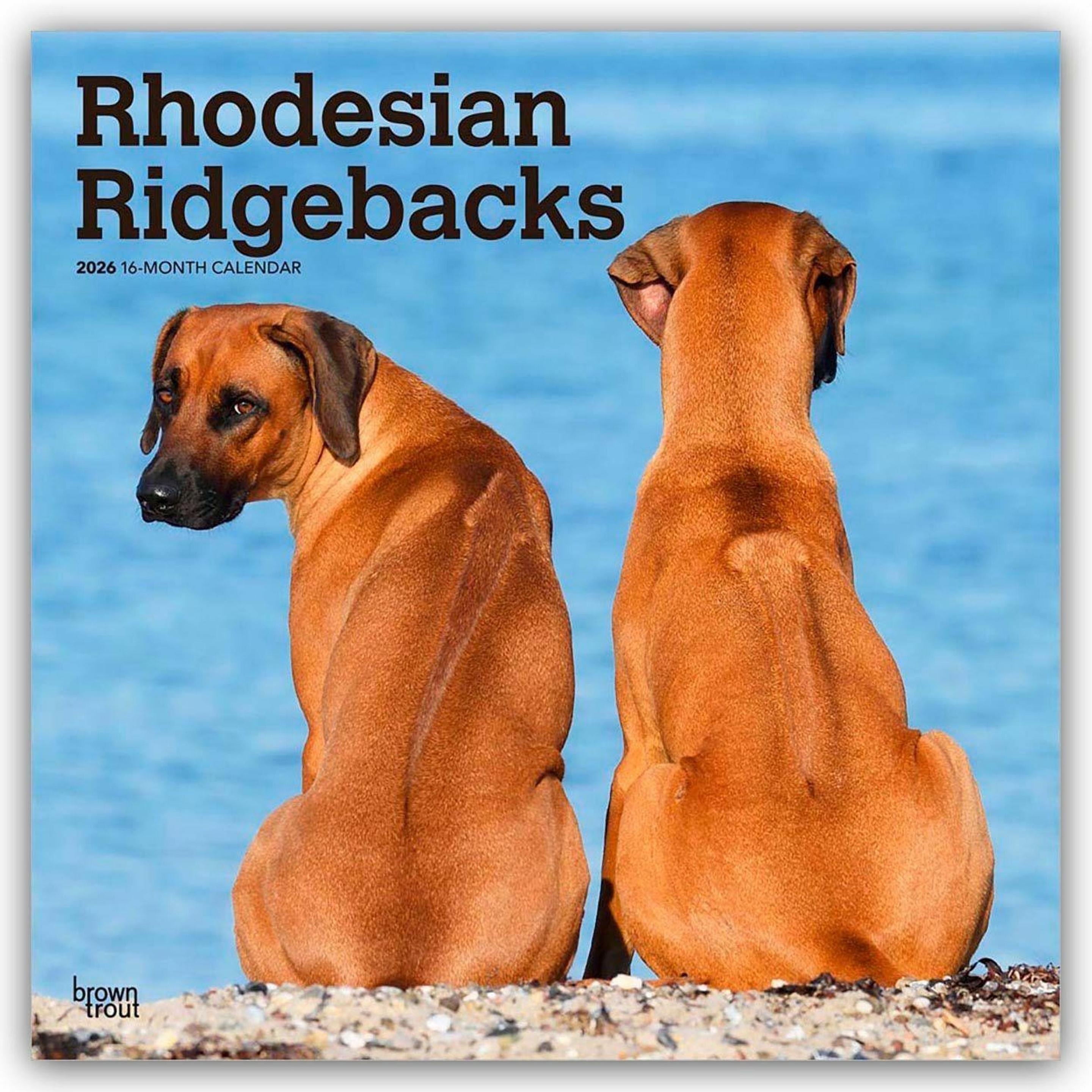 Flechsig Rhodesian Ridgebacks - Rhodesian Ridgeback 2026 - 16 ...