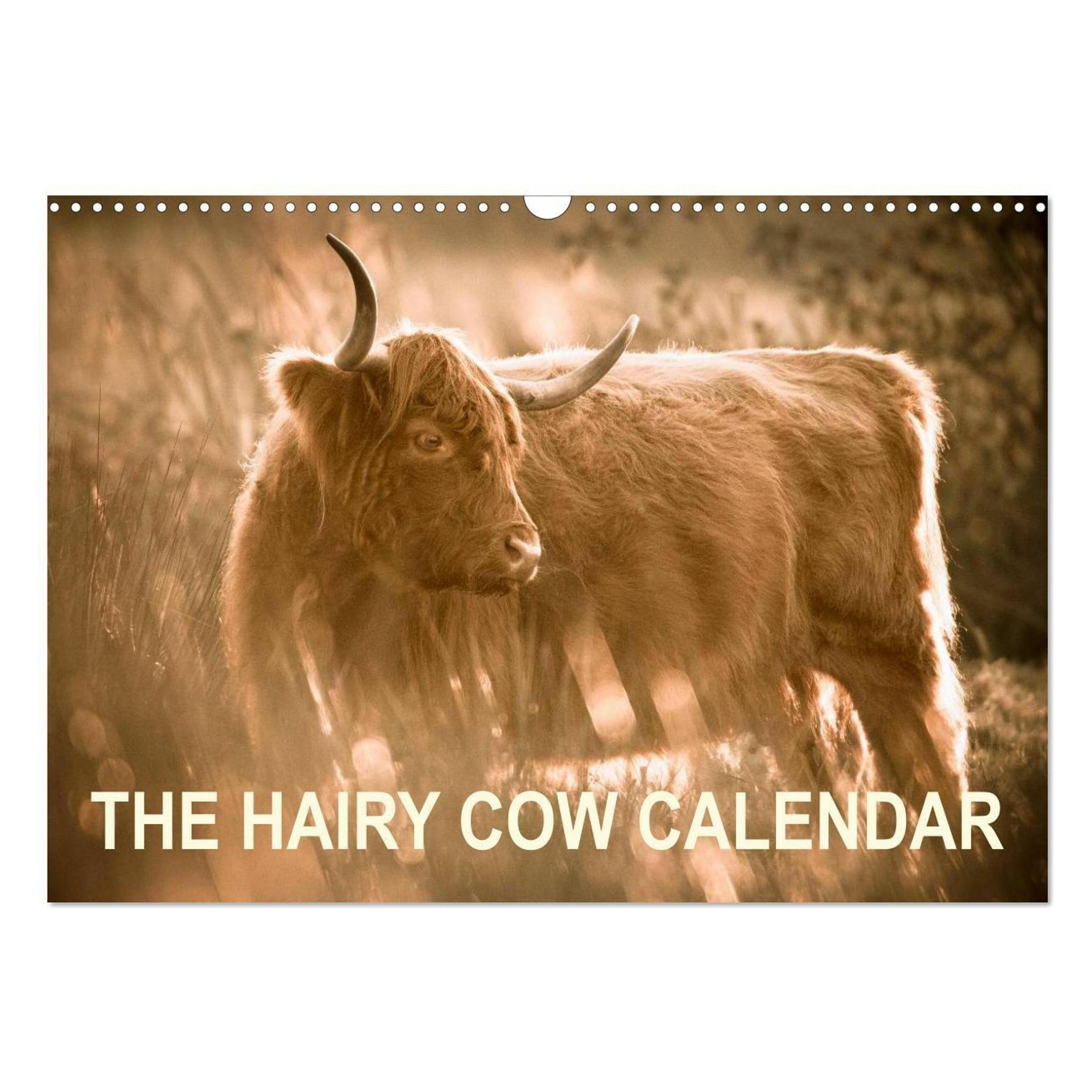 Calvendo The Hairy Cow Calendar (Wall Calendar 2026 DIN A3 landscape ...