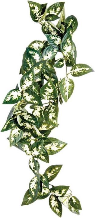 Komodo Borneo Hanging Vine - buy at Galaxus