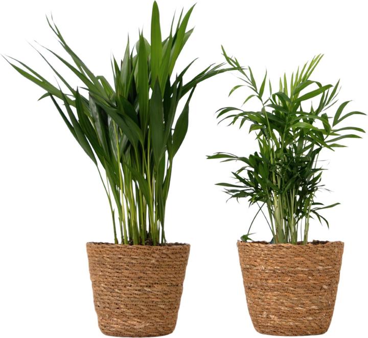 Plant in a Box Dypsis lutescens, Chamaedorea elegans - 2er Mischung ...